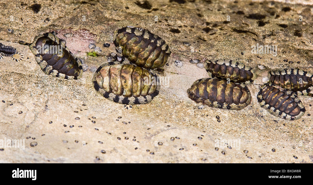 Colony of chitons or coat of mail shells or sea cradles on rocks of the ...