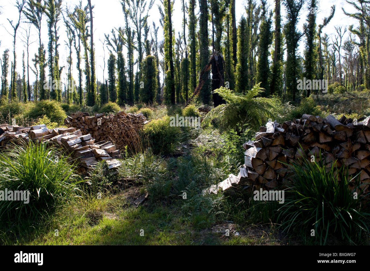 Piles of chopped wood in amongst fire damaged trees after a bushfire ...