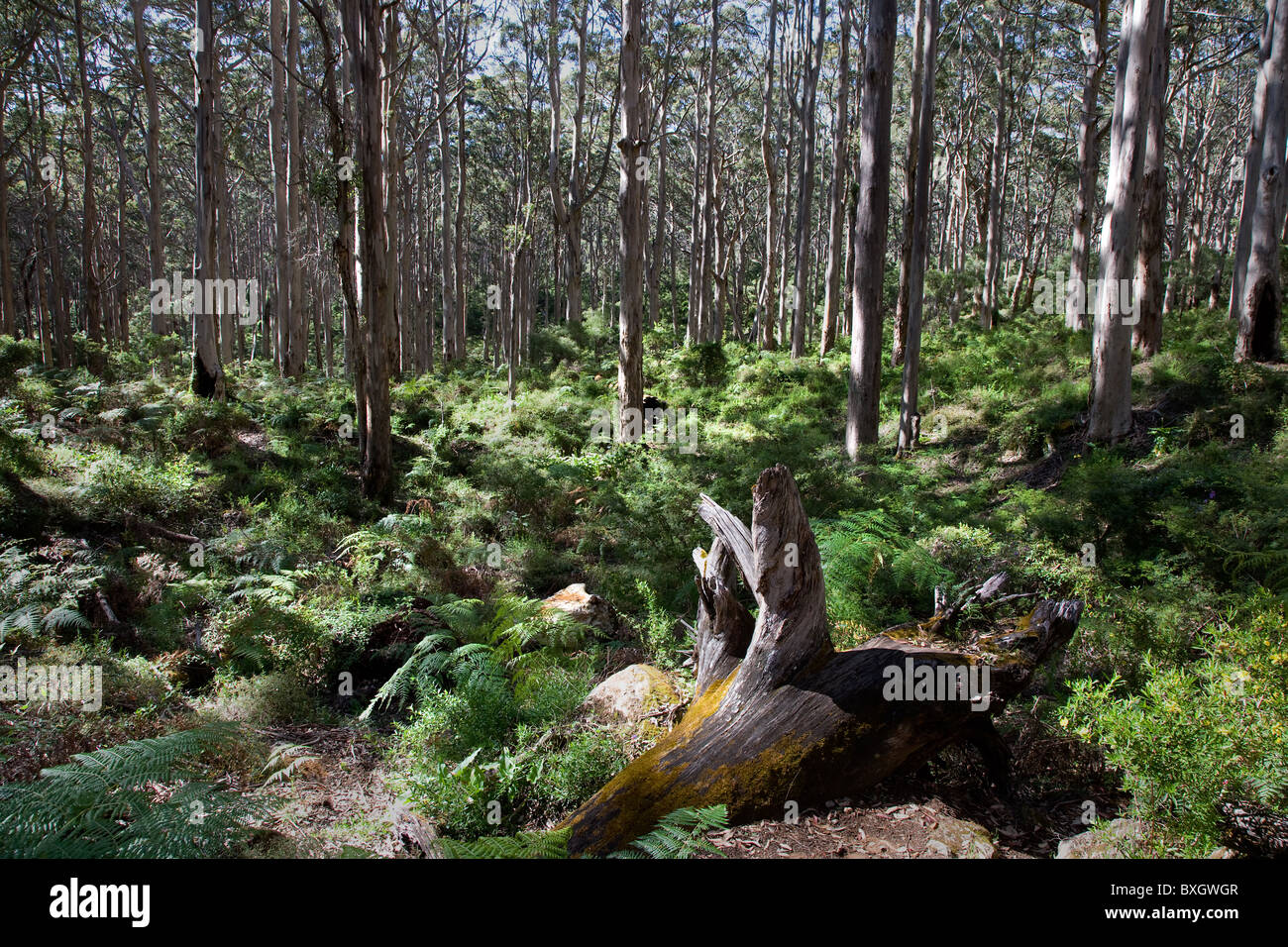 Karri tree hi-res stock photography and images - Alamy