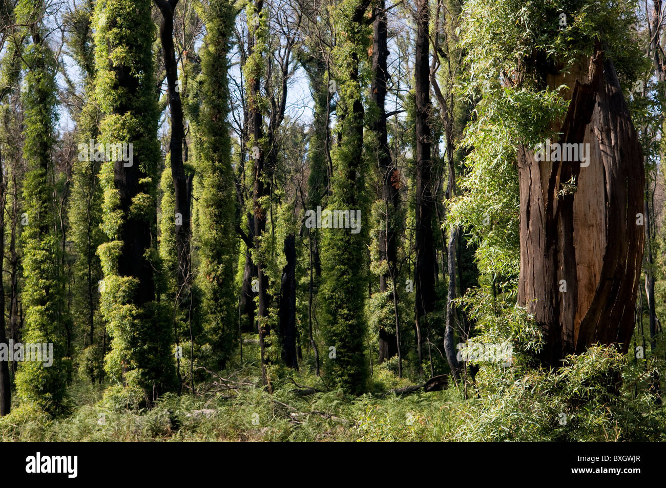 Fire damaged trees and bush showing new growth a year after a bushfire ...