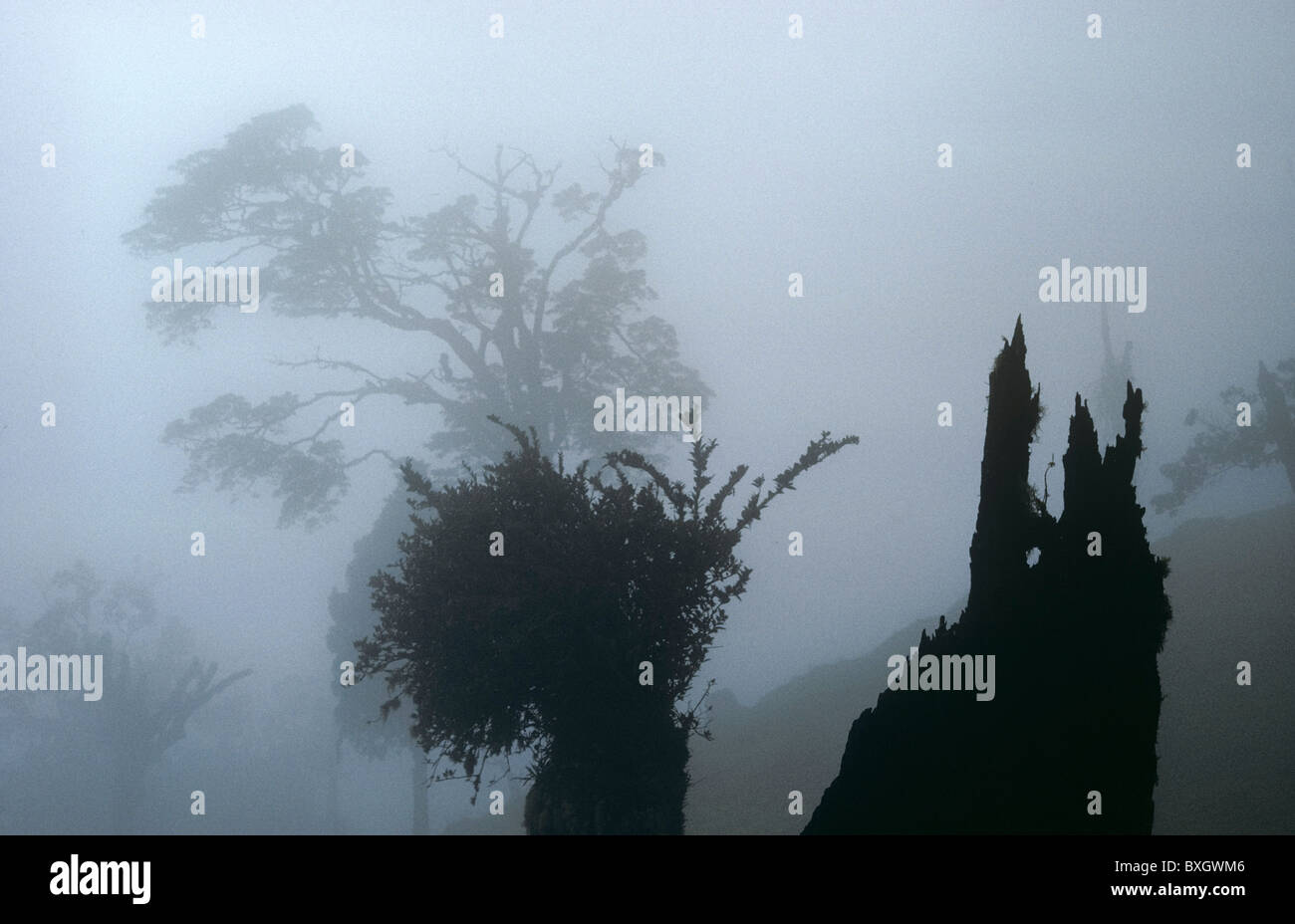 Costa Rica, mountain rain forest, cloud forest, cut down forest, tree ...