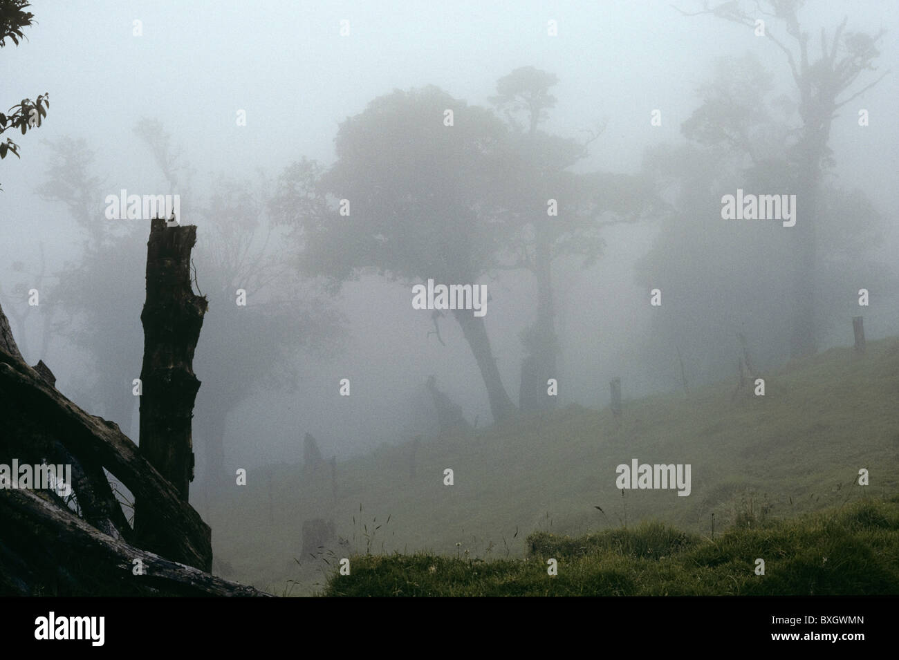 Costa Rica, mountain rain forest, cloud forest, cut down forest, tree ...