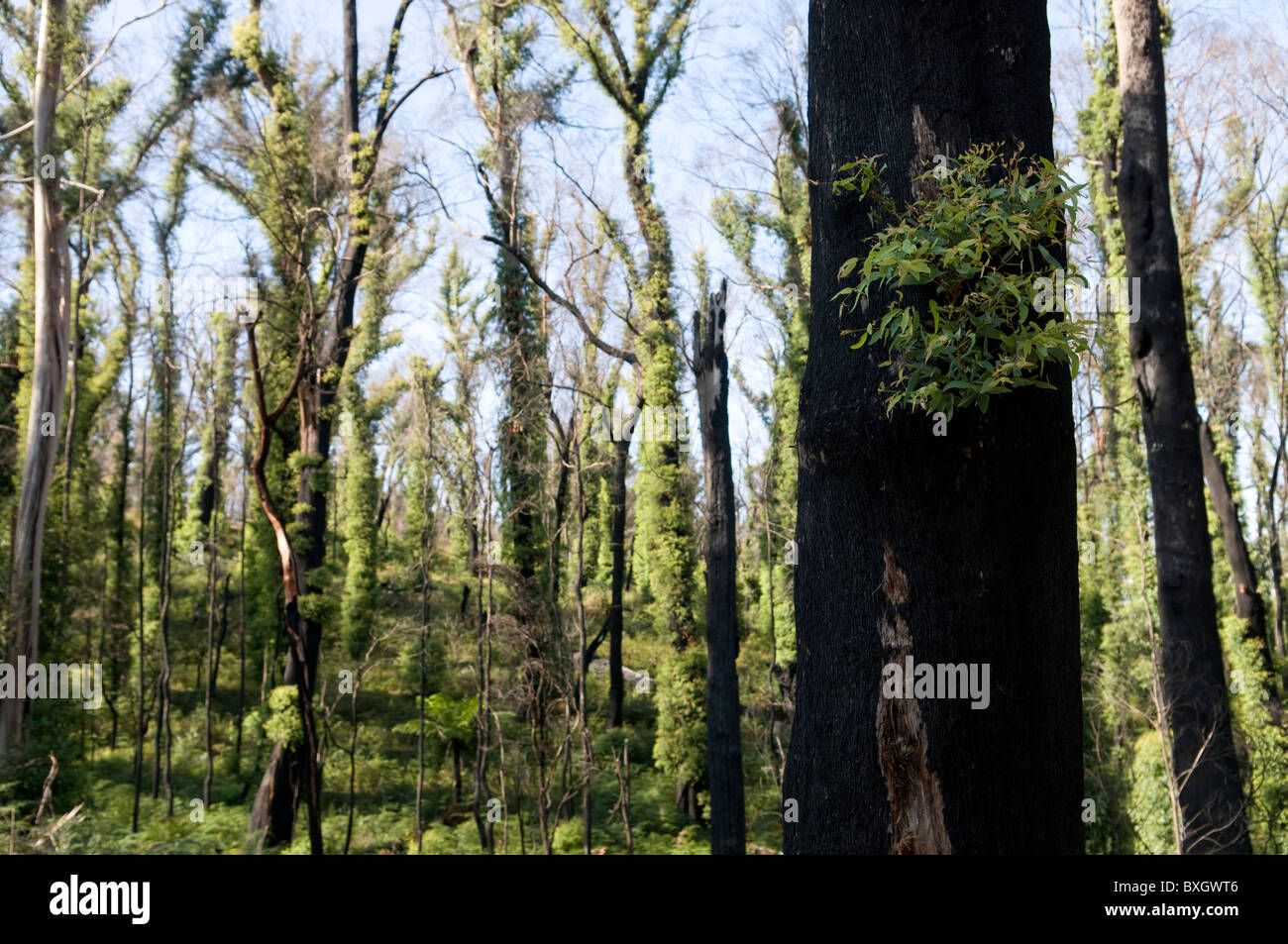 Fire damaged trees and bush showing new growth a year after a bushfire ...