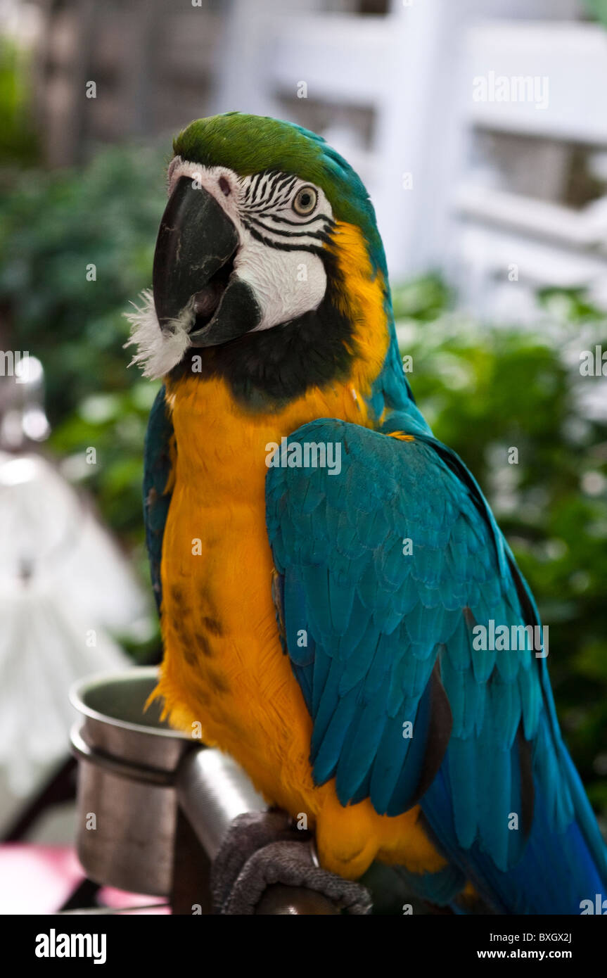 Parrot at the Bird Market, Mong Kok, Cowloon, Hong Kong, China Stock ...