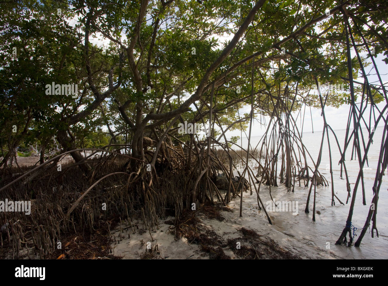 Mangrove forest, Islamorada, Florida Keys, United States of America ...