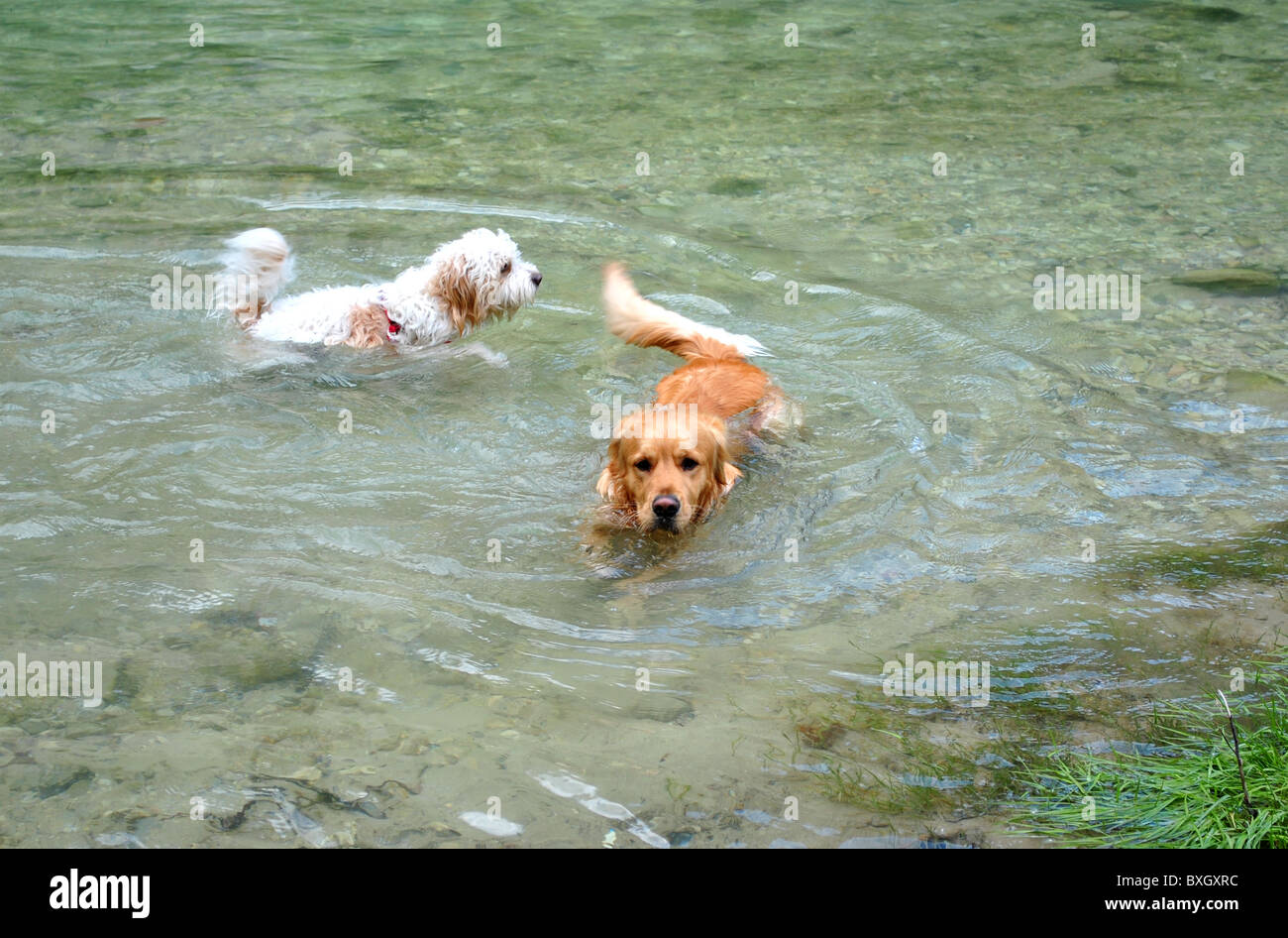 dogs are swimming in the River Trent cold fresh water Stock Photo - Alamy