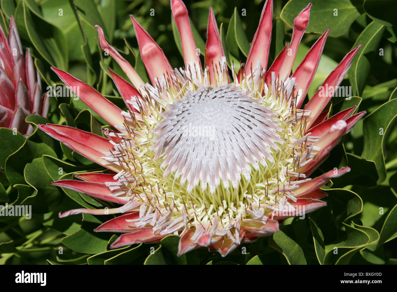 Protea king pink hi-res stock photography and images - Alamy
