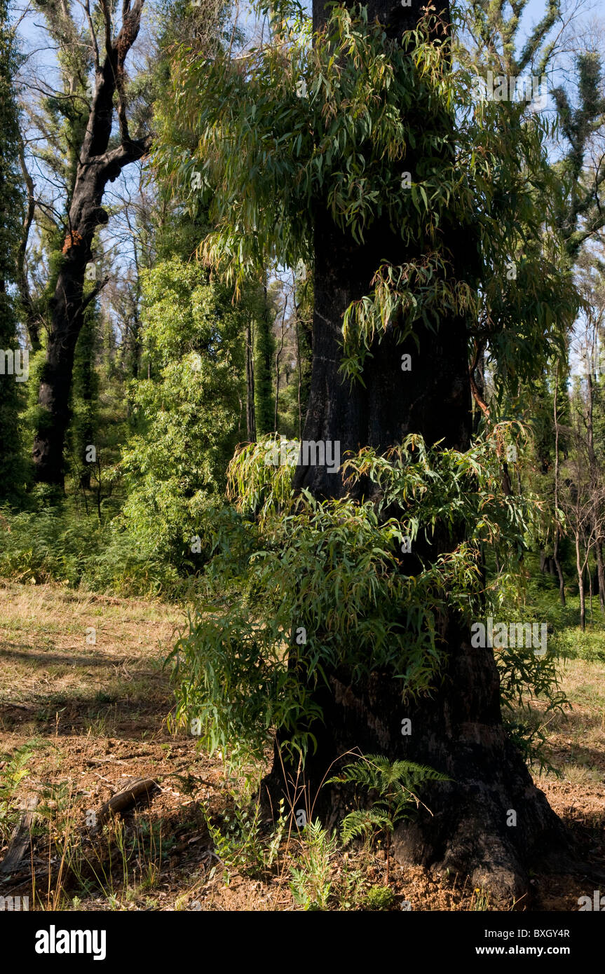 Fire damaged trees showing new growth a year after a bushfire Stock ...