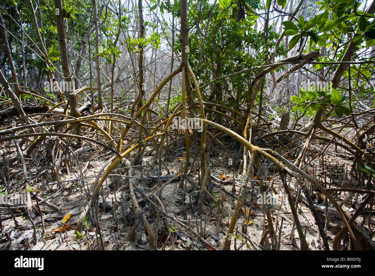 Mangrove trees florida hi-res stock photography and images - Alamy