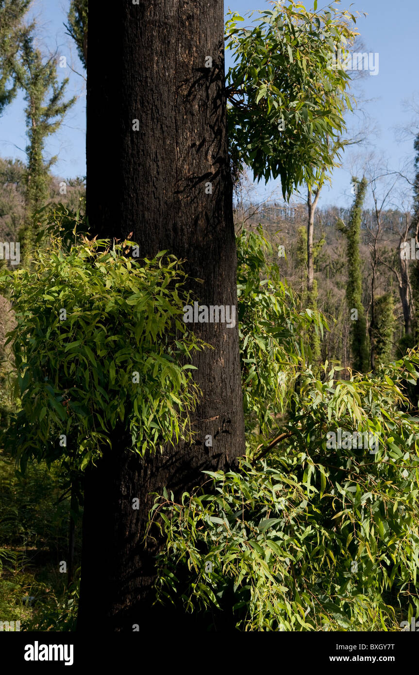 Close up of fire damaged tree showing new growth a year after a ...
