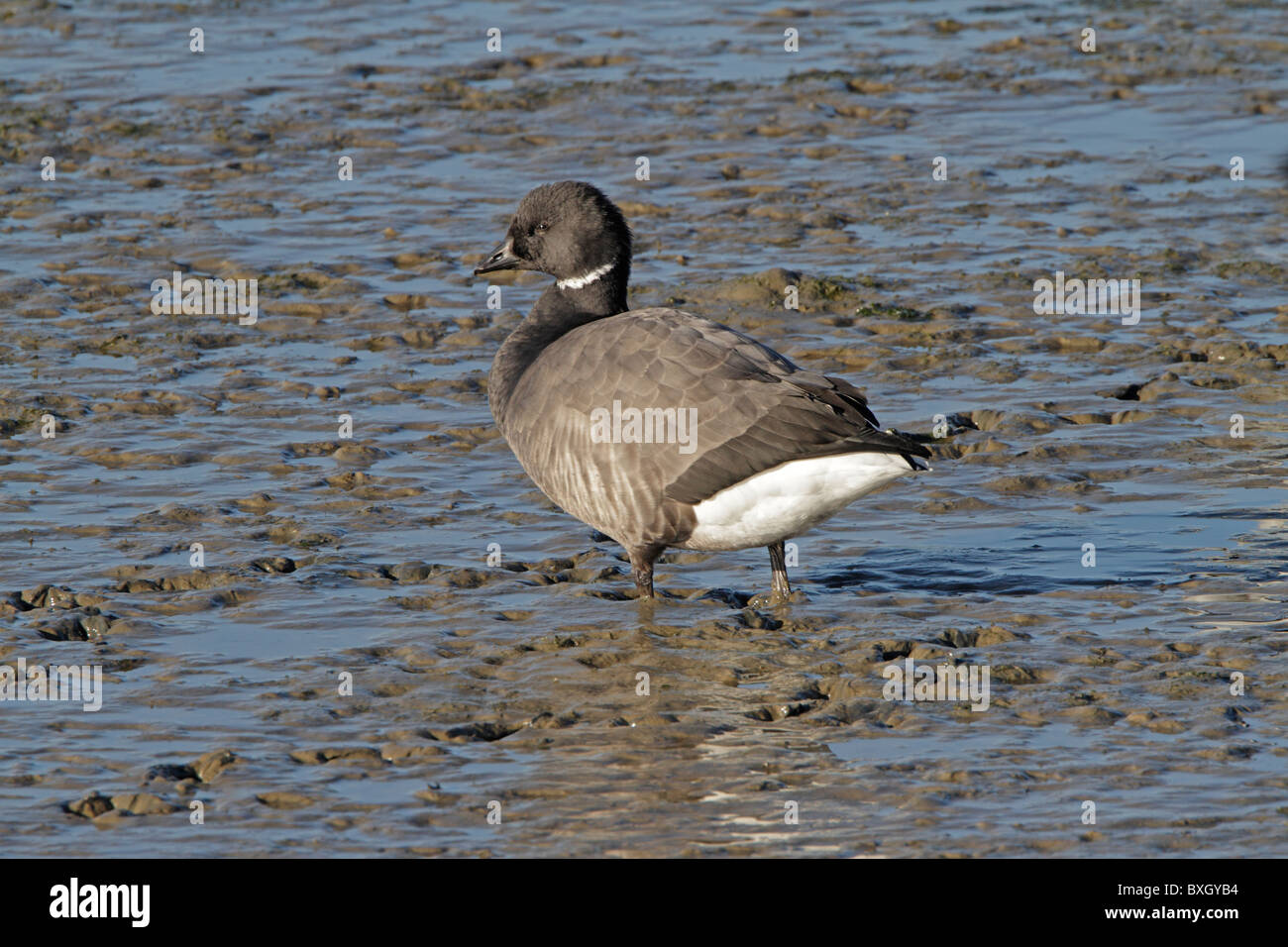Brent Goose walking in estuary mud Stock Photo - Alamy