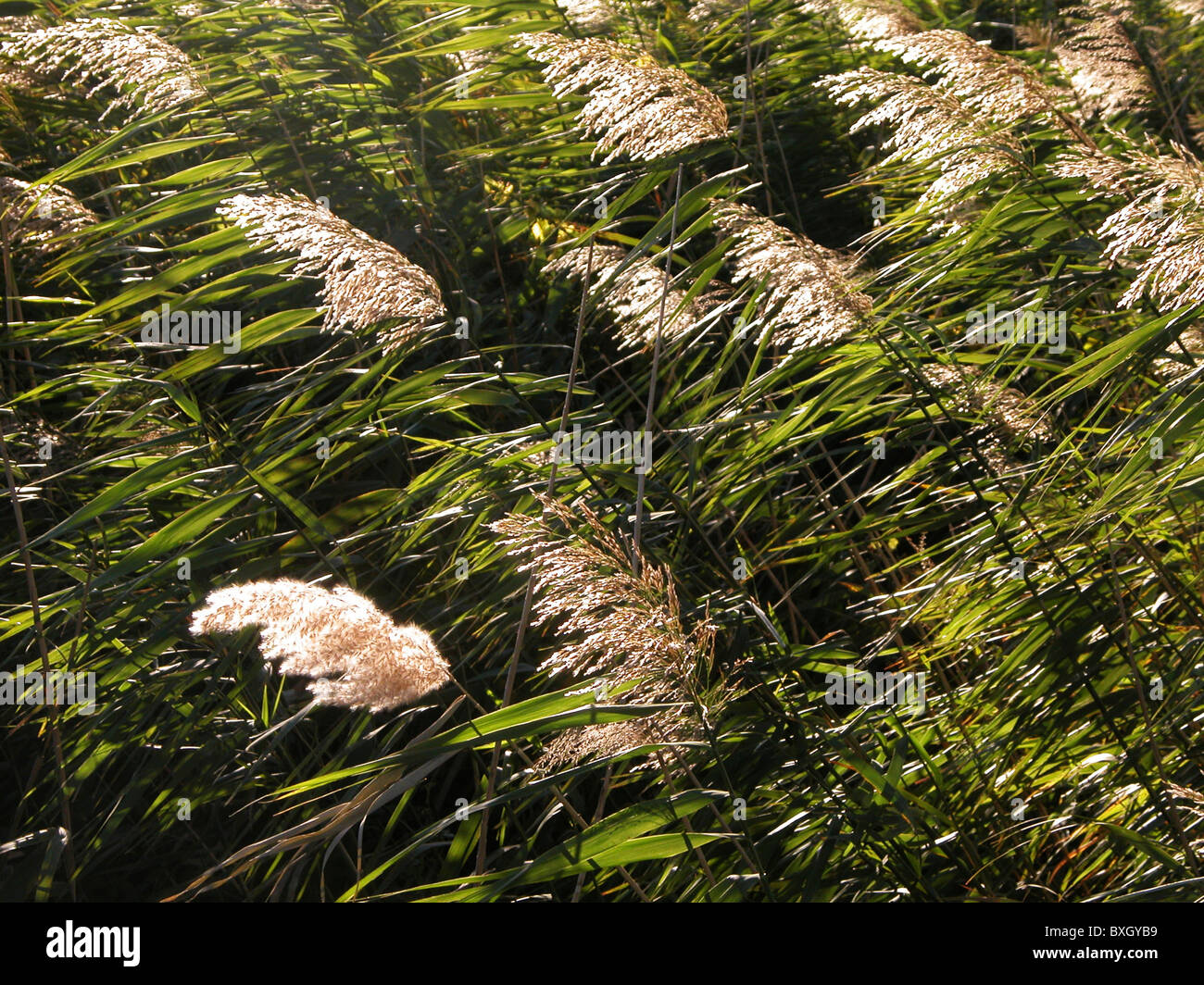 Reed meadows hi-res stock photography and images - Alamy