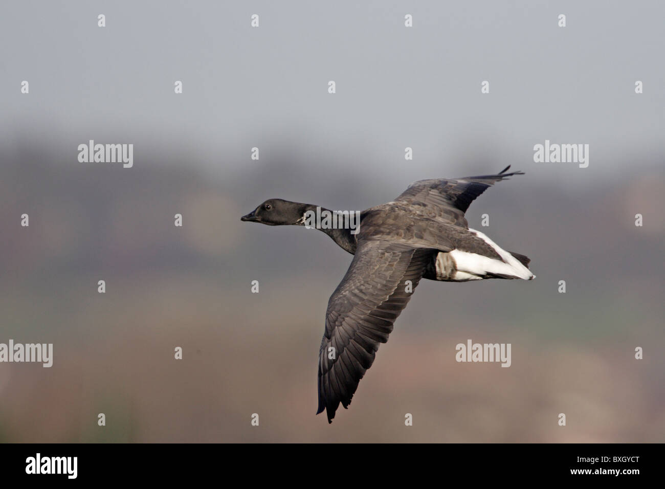 Brent Goose in flight Stock Photo - Alamy