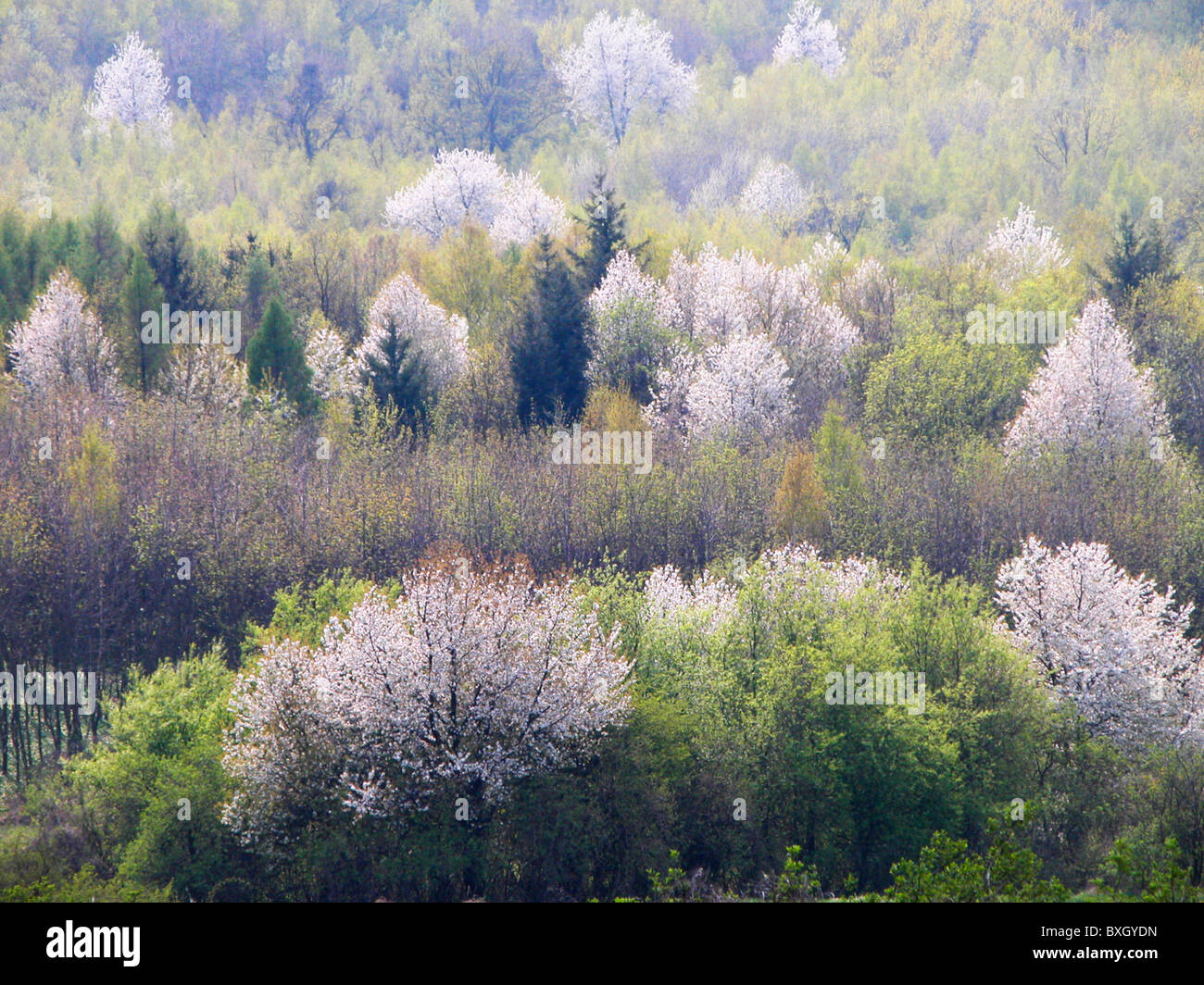 Mixed forest in spring Stock Photo - Alamy