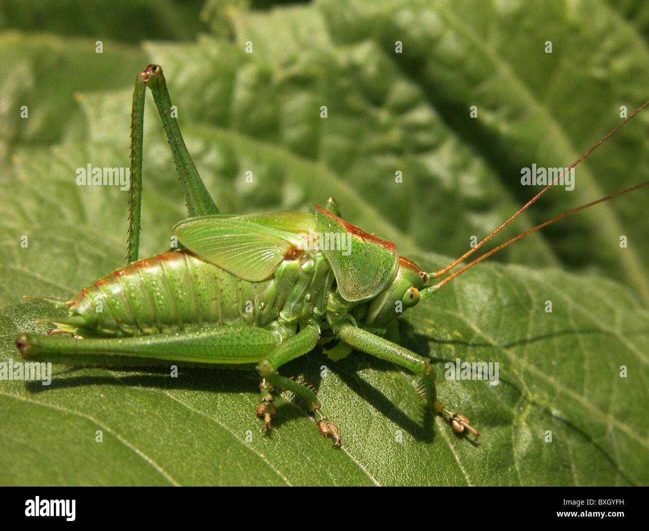 Grasshopper parts hi-res stock photography and images - Alamy