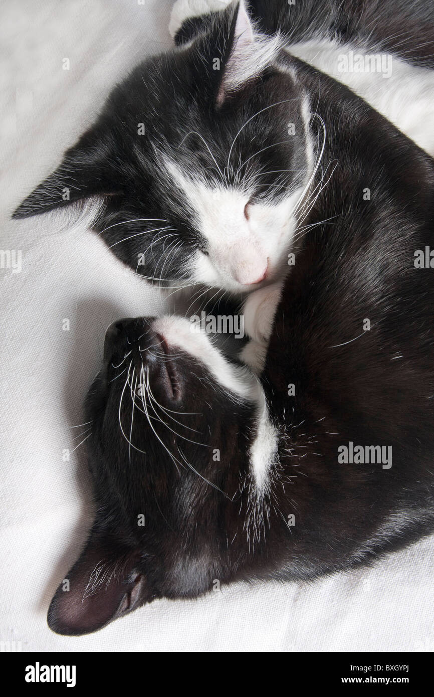 Cuddling kittens hi-res stock photography and images - Alamy
