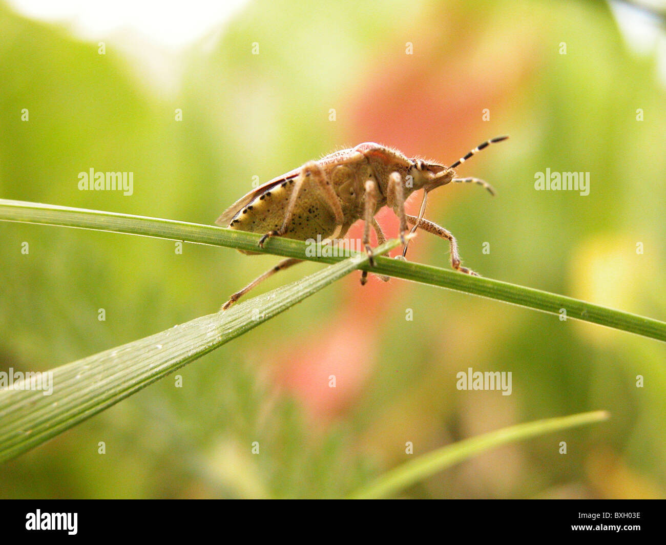 rufous-legged shield bug Stock Photo - Alamy