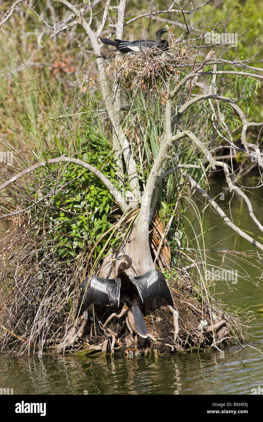 Anhinga pair one on nest and other air drying feathers in the sun ...