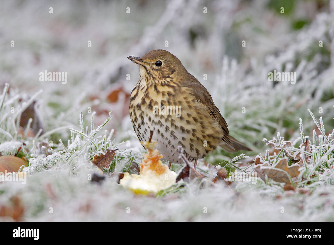 Song thrush on a frozen lawn eating apples Stock Photo - Alamy