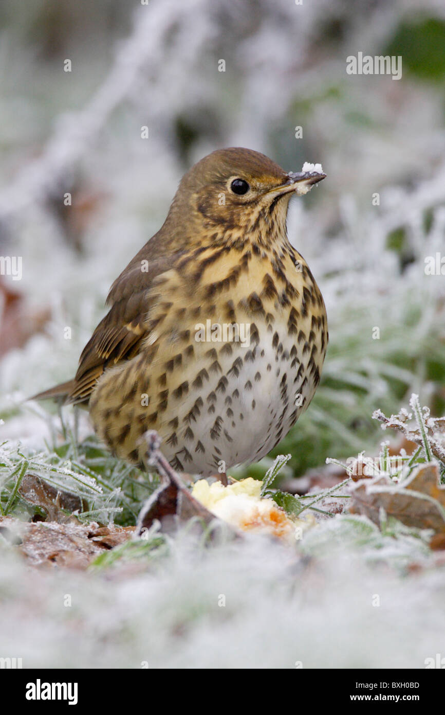 Lawn with song thrush hi-res stock photography and images - Alamy