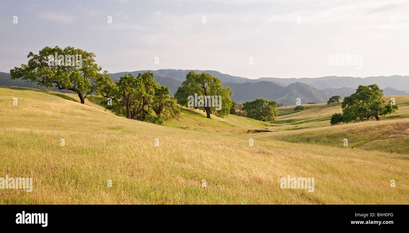 Coastal foothills oak savanna, Armour Ranch Road, near Santa Ynez ...