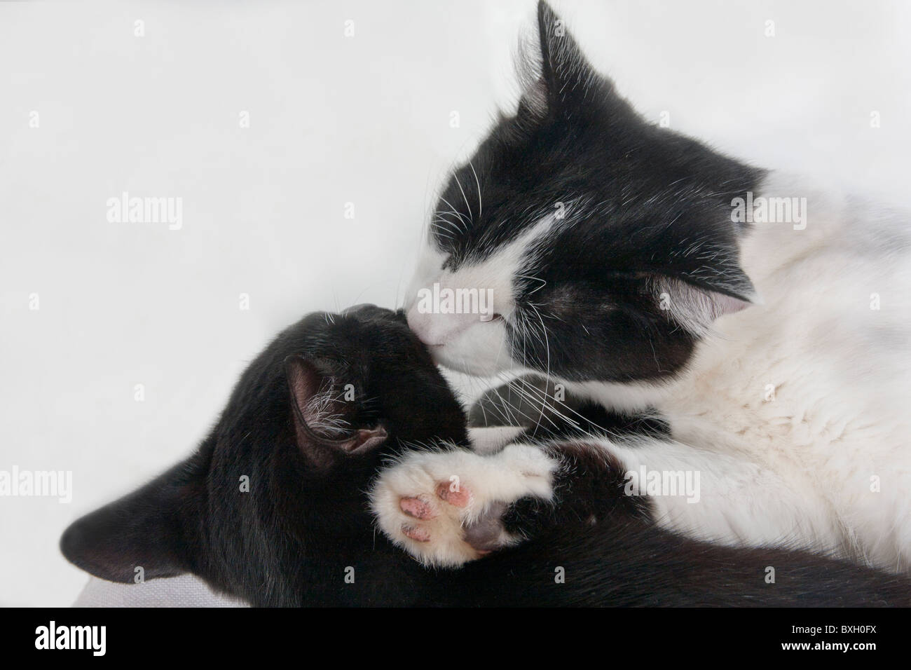 two playful kittens washing each other Stock Photo - Alamy
