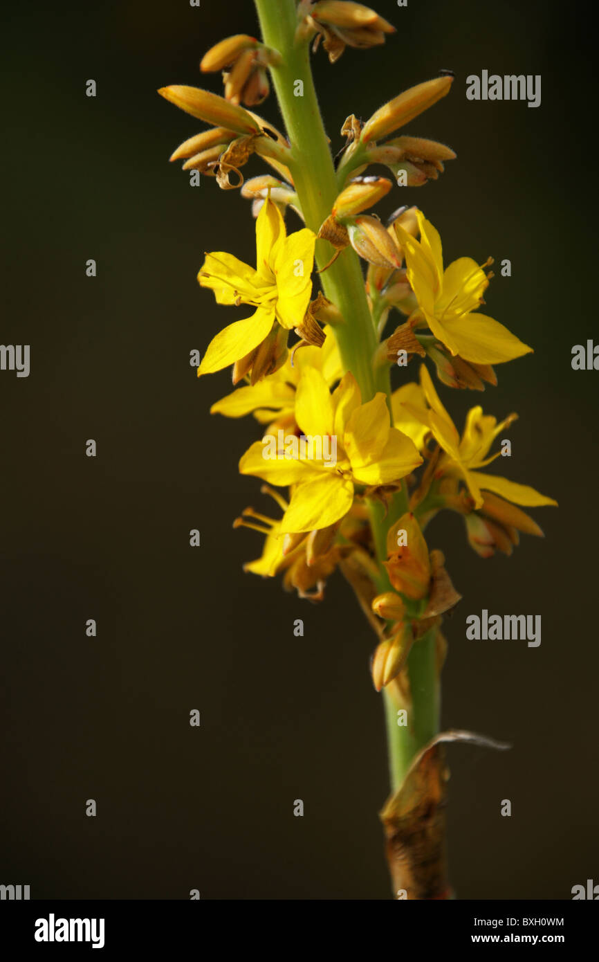 Blood Root, Wachendorfia thyrsiflora, Haemodoraceae. Western Cape ...