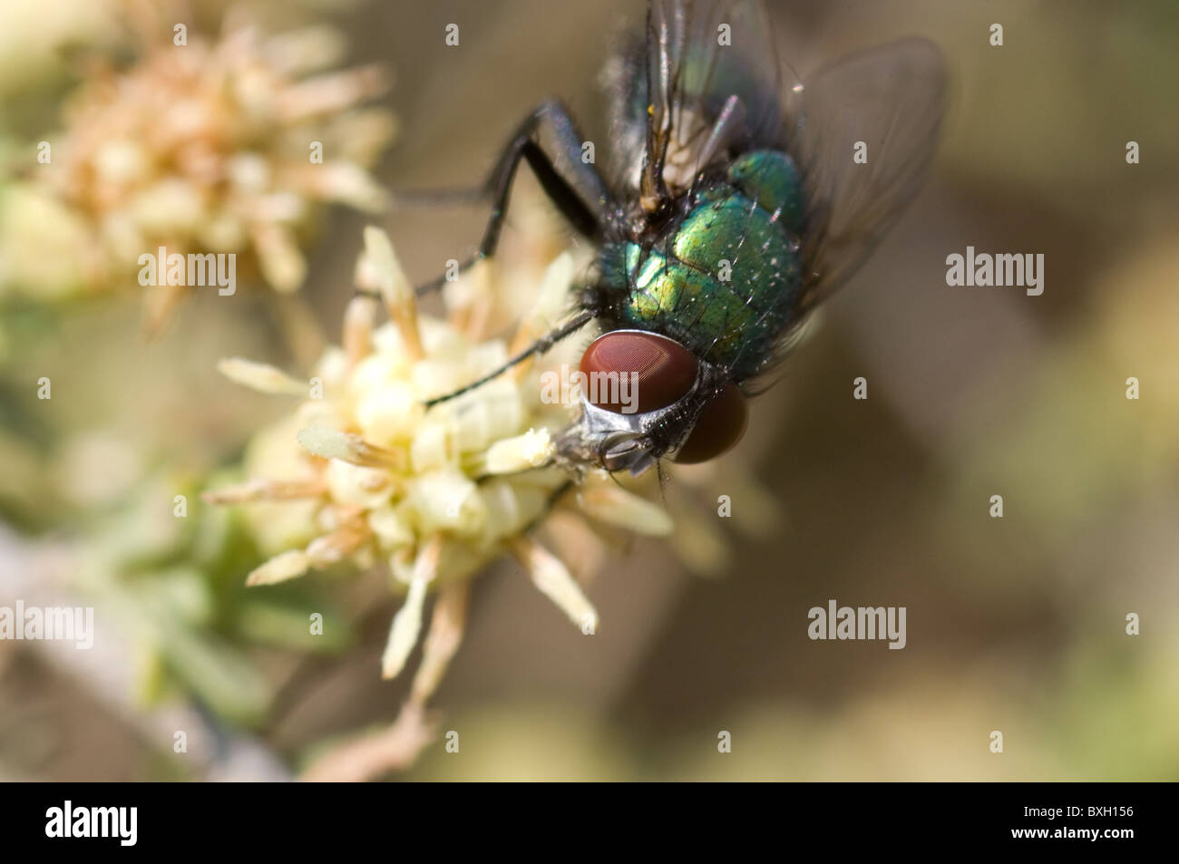 Phaenicia hi-res stock photography and images - Alamy