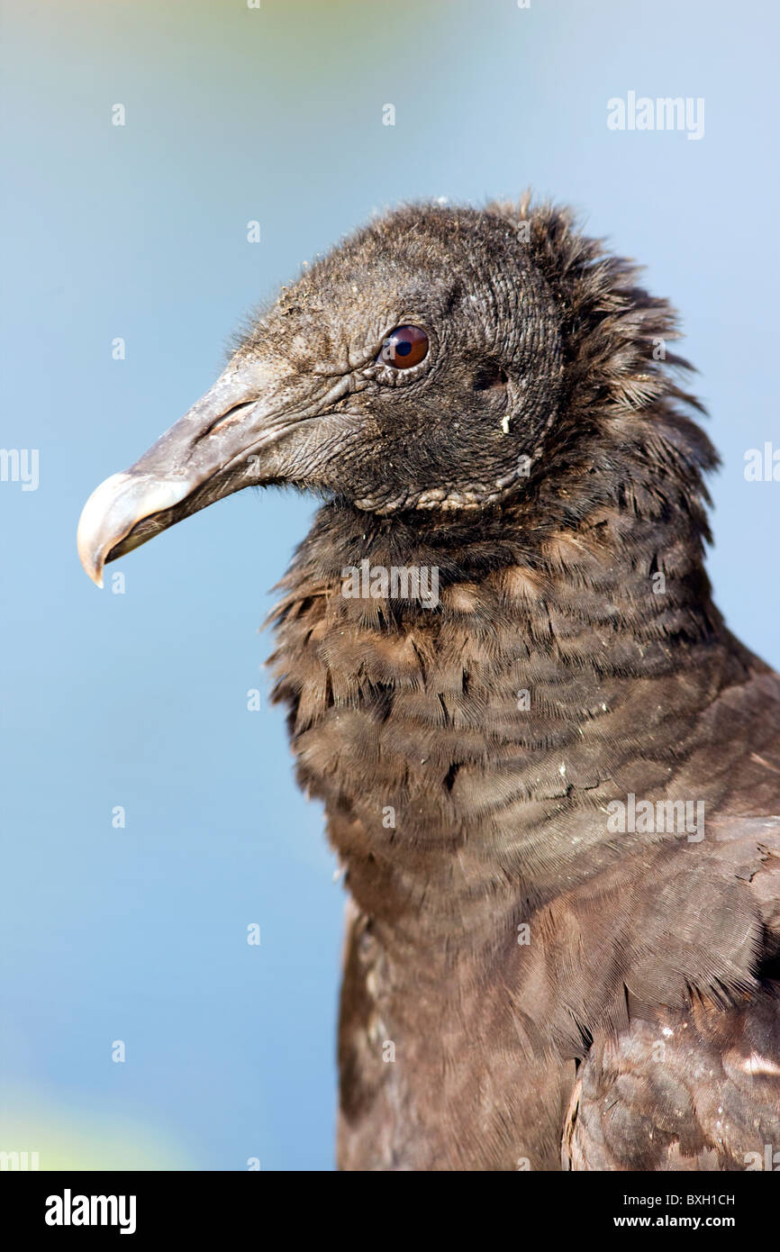 Black vulture, Coragyps atratus, in the Everglades, Florida, USA Stock ...