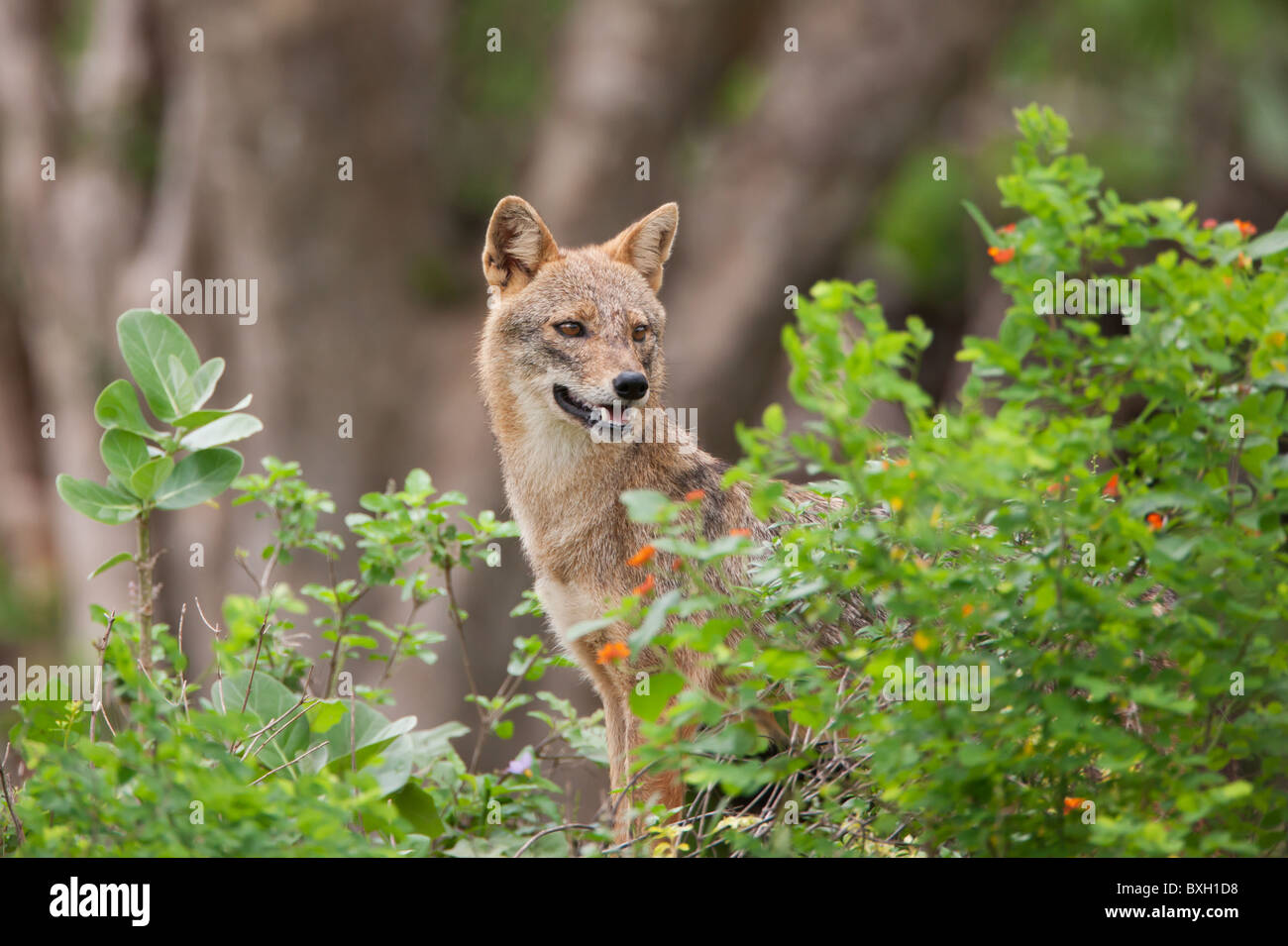 Golden Jackal Canis aureus Stock Photo - Alamy