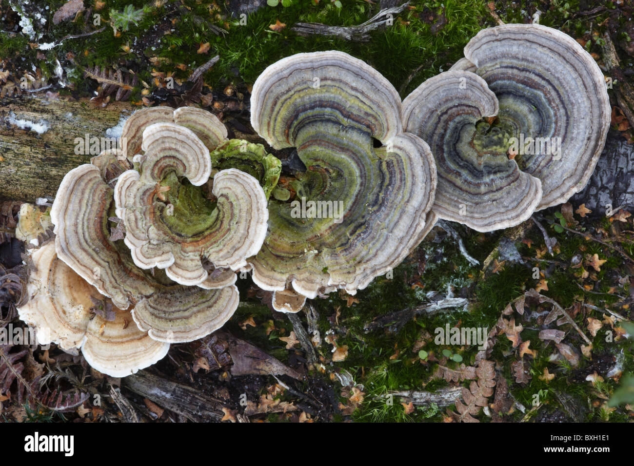 Polypore Fruit Bodies High Resolution Stock Photography and Images - Alamy
