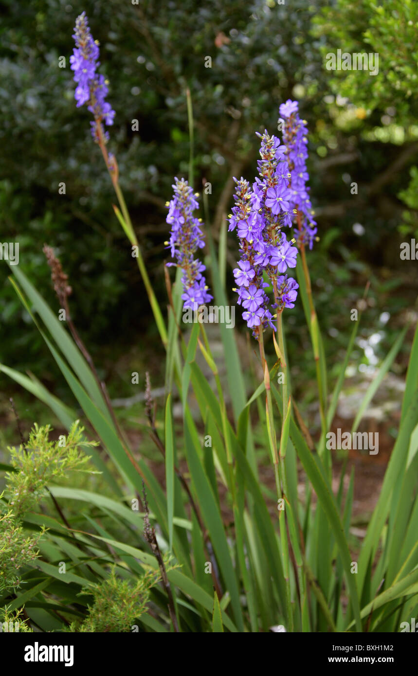 Aristea, Aristea major, Iridaceae. Western Cape, South Africa Stock ...