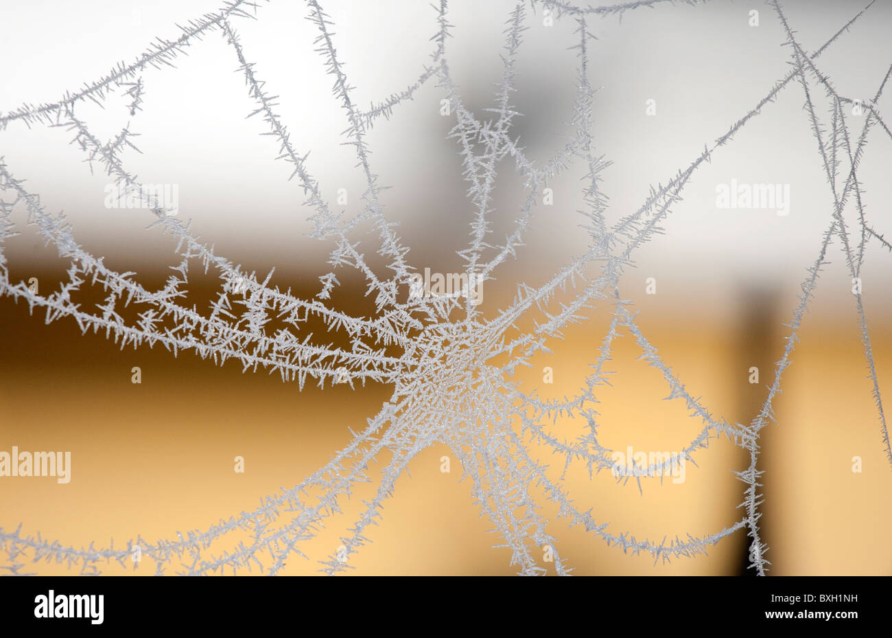Frosted spiders web Stock Photo - Alamy