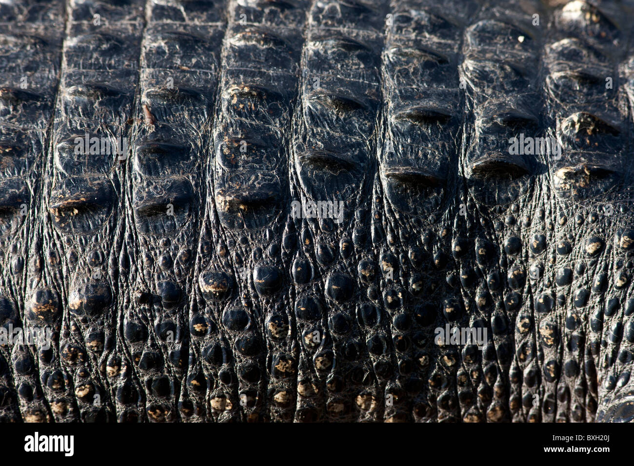 Alligator skin hi-res stock photography and images - Alamy