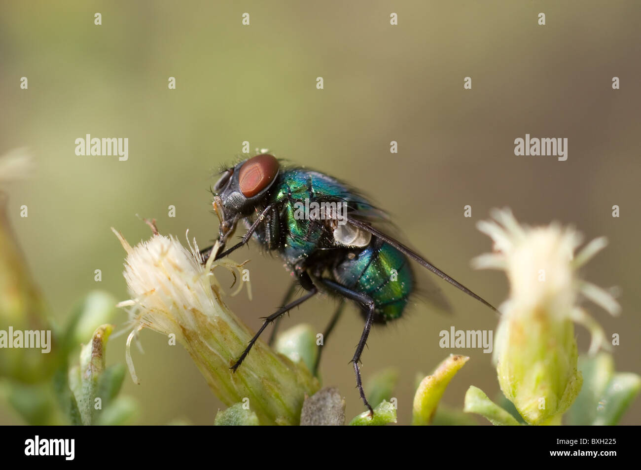 Macro lucilia sp hi-res stock photography and images - Alamy