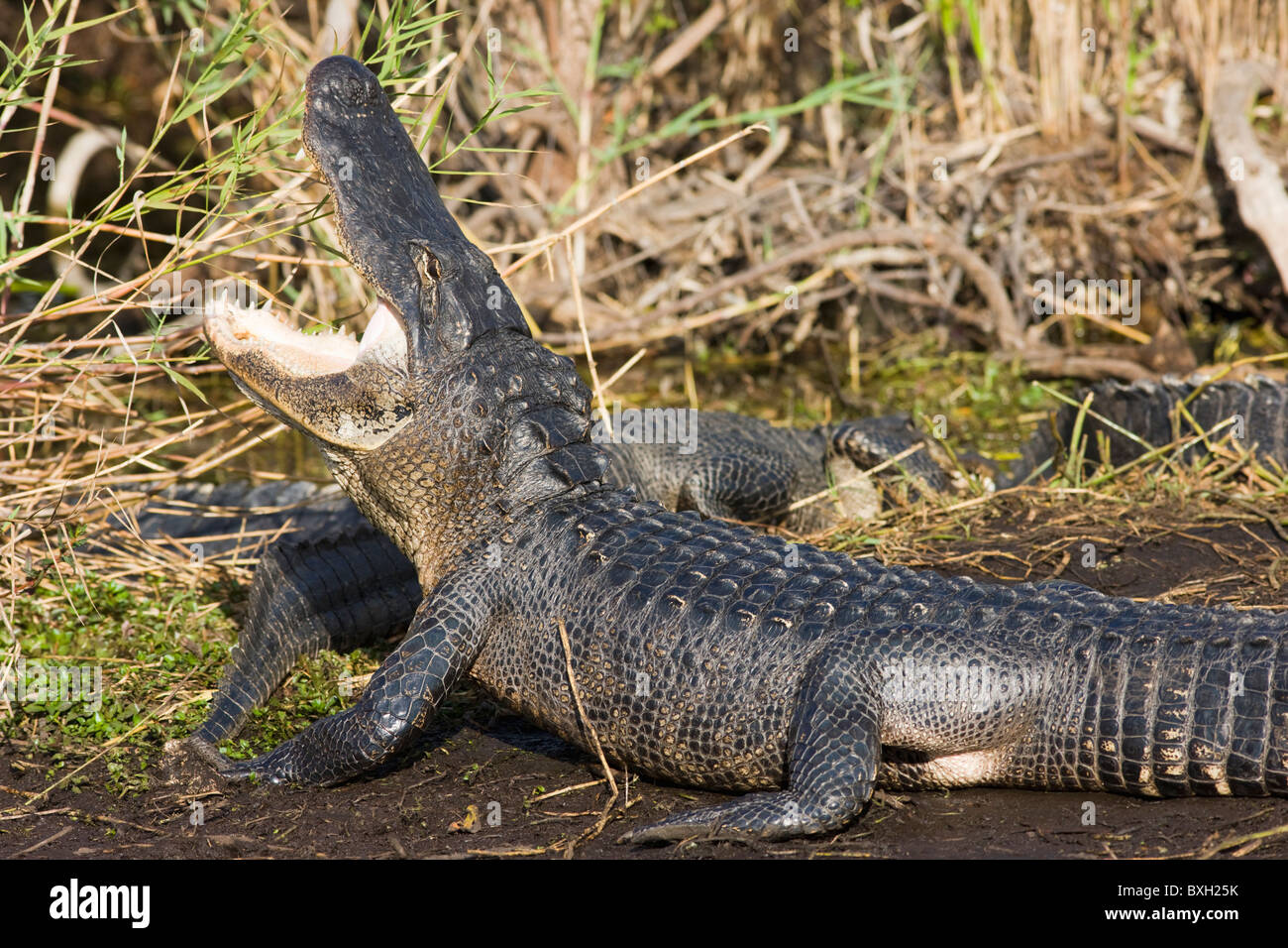 Alligator with mouth open hi-res stock photography and images - Alamy