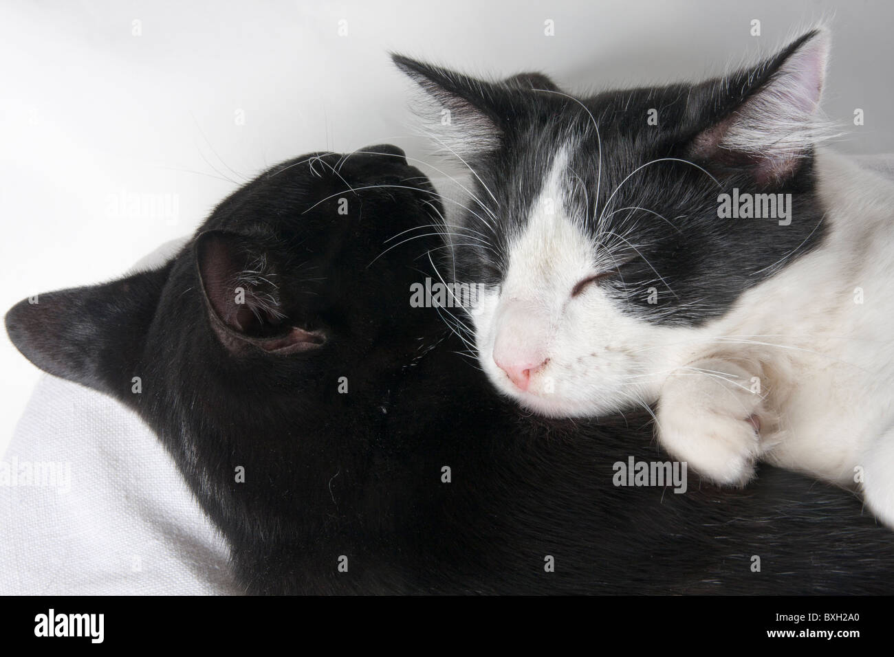 Cuddling kittens hi-res stock photography and images - Alamy