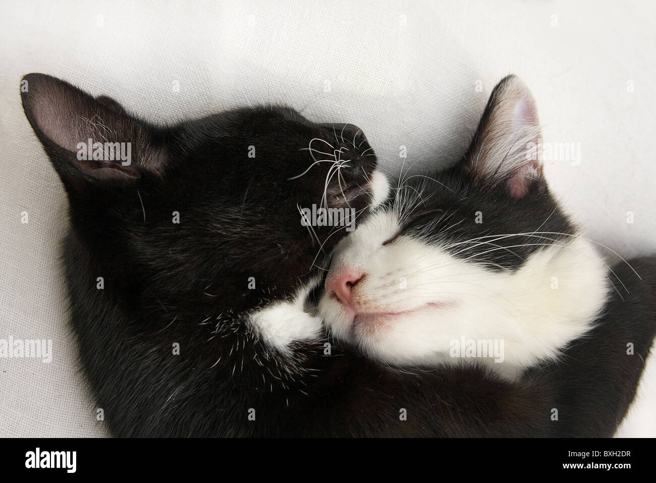 Cuddling kittens hi-res stock photography and images - Alamy
