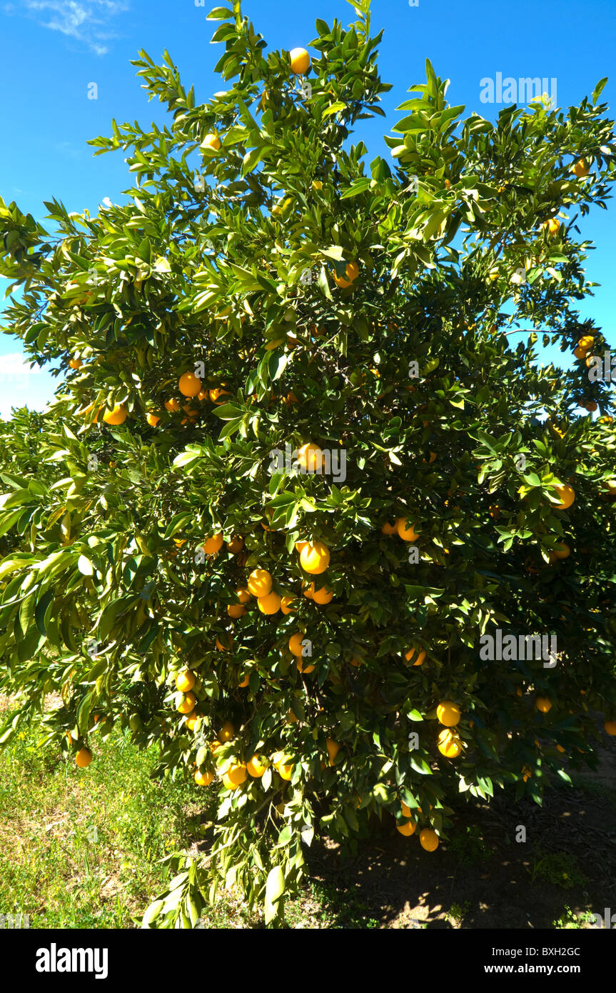Africa orange citrus hi-res stock photography and images - Alamy