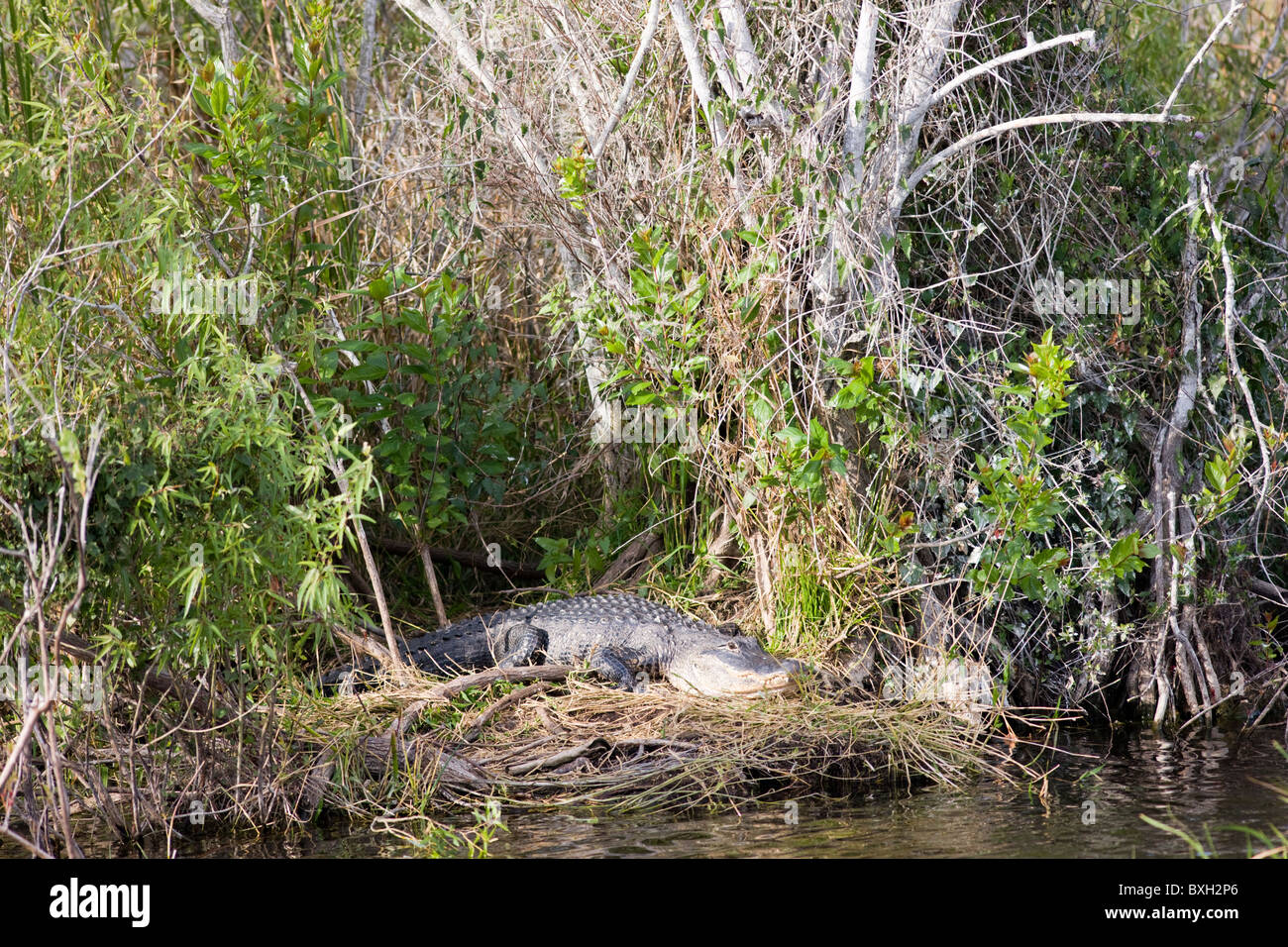 Scary alligator hi-res stock photography and images - Alamy