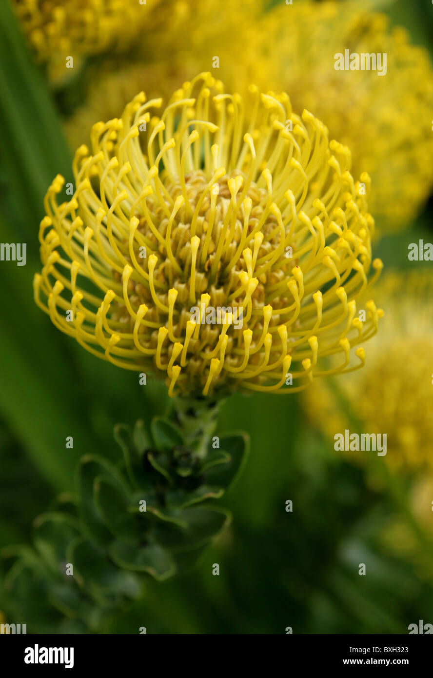 Protea fynbos mountain hi-res stock photography and images - Alamy