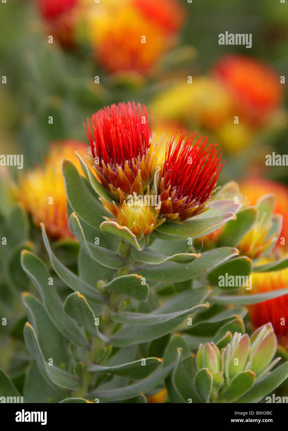Oleifolium hi-res stock photography and images - Alamy