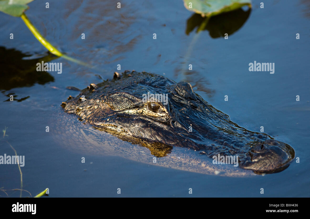 American alligator under water hi-res stock photography and images - Alamy