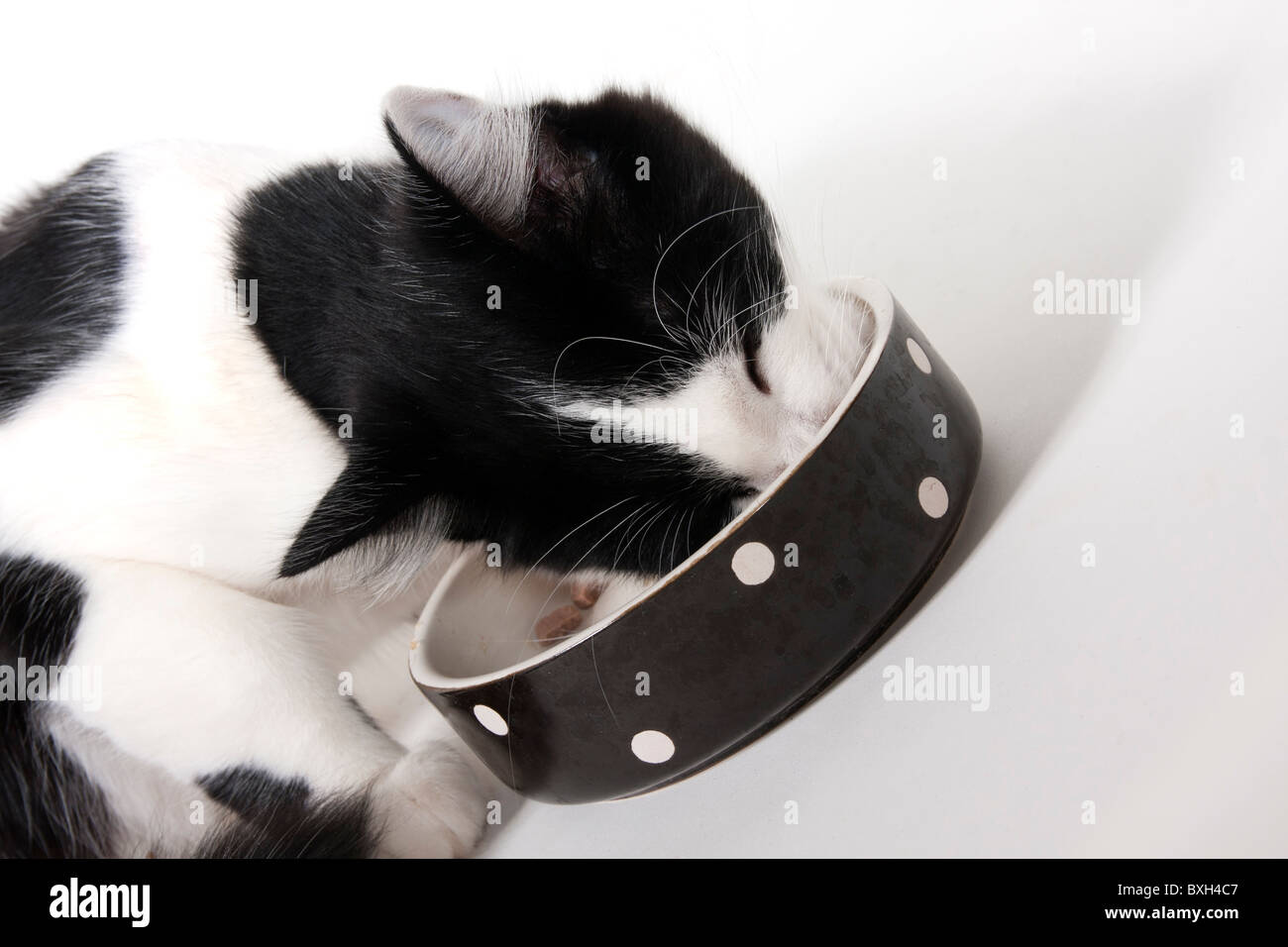 Kitten meal hi-res stock photography and images - Alamy