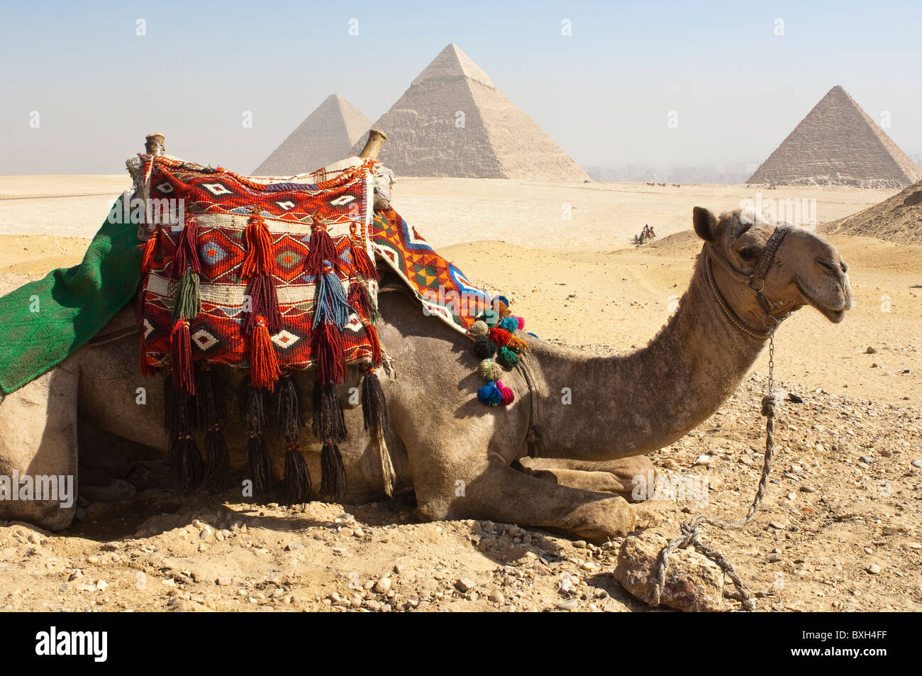 Egypt, Giza. Camel at the Great Pyramids at the Giza Necropolis Stock ...