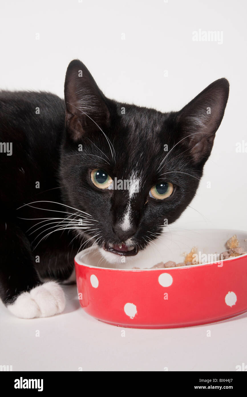 Ancanu353d hi-res stock photography and images - Alamy