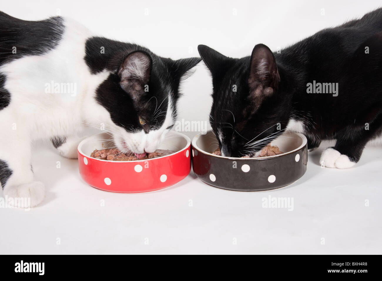 Two cats eating food hi-res stock photography and images - Alamy