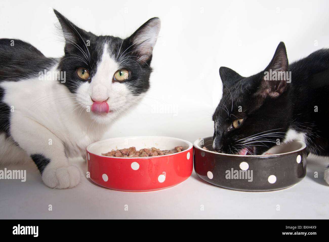 pair of kittens eating Stock Photo - Alamy