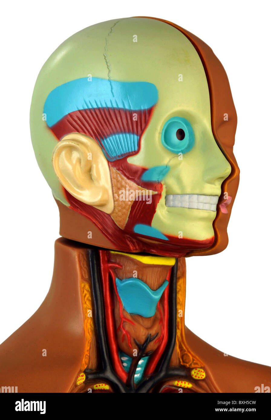 Medicine anatomy human body example hi-res stock photography and images ...