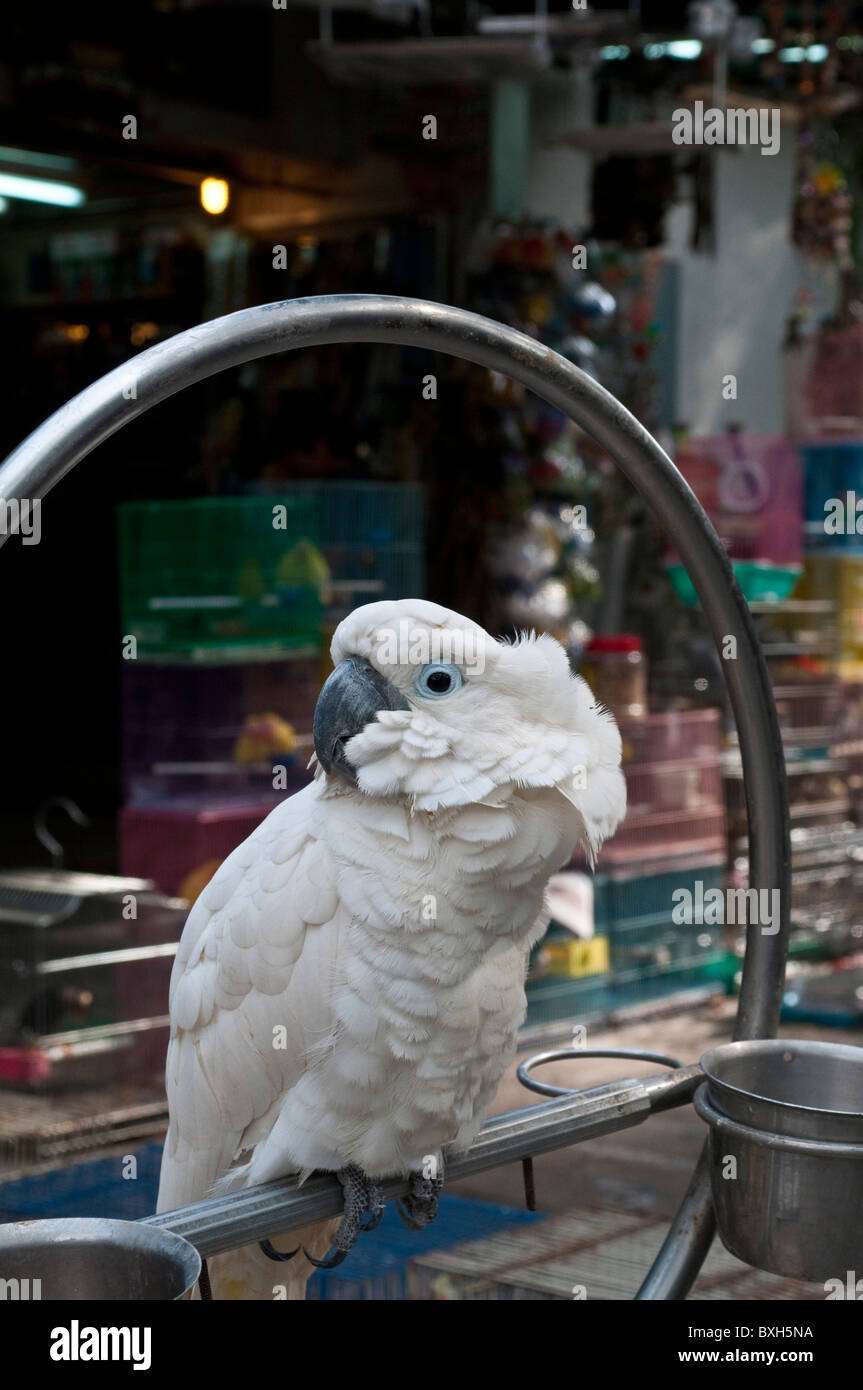 White parrot hi-res stock photography and images - Alamy